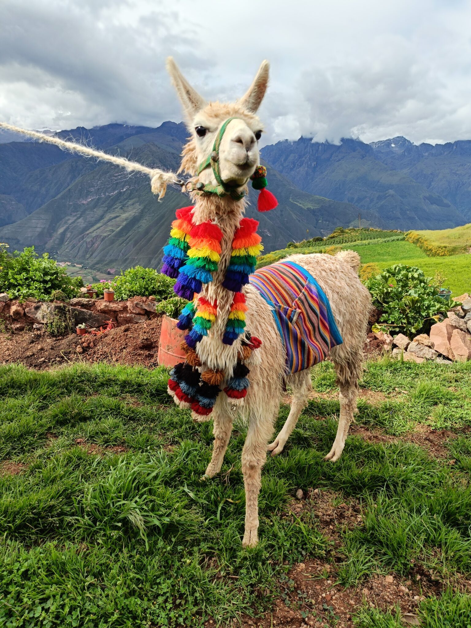 Luna / September 2025 | Andean Colors